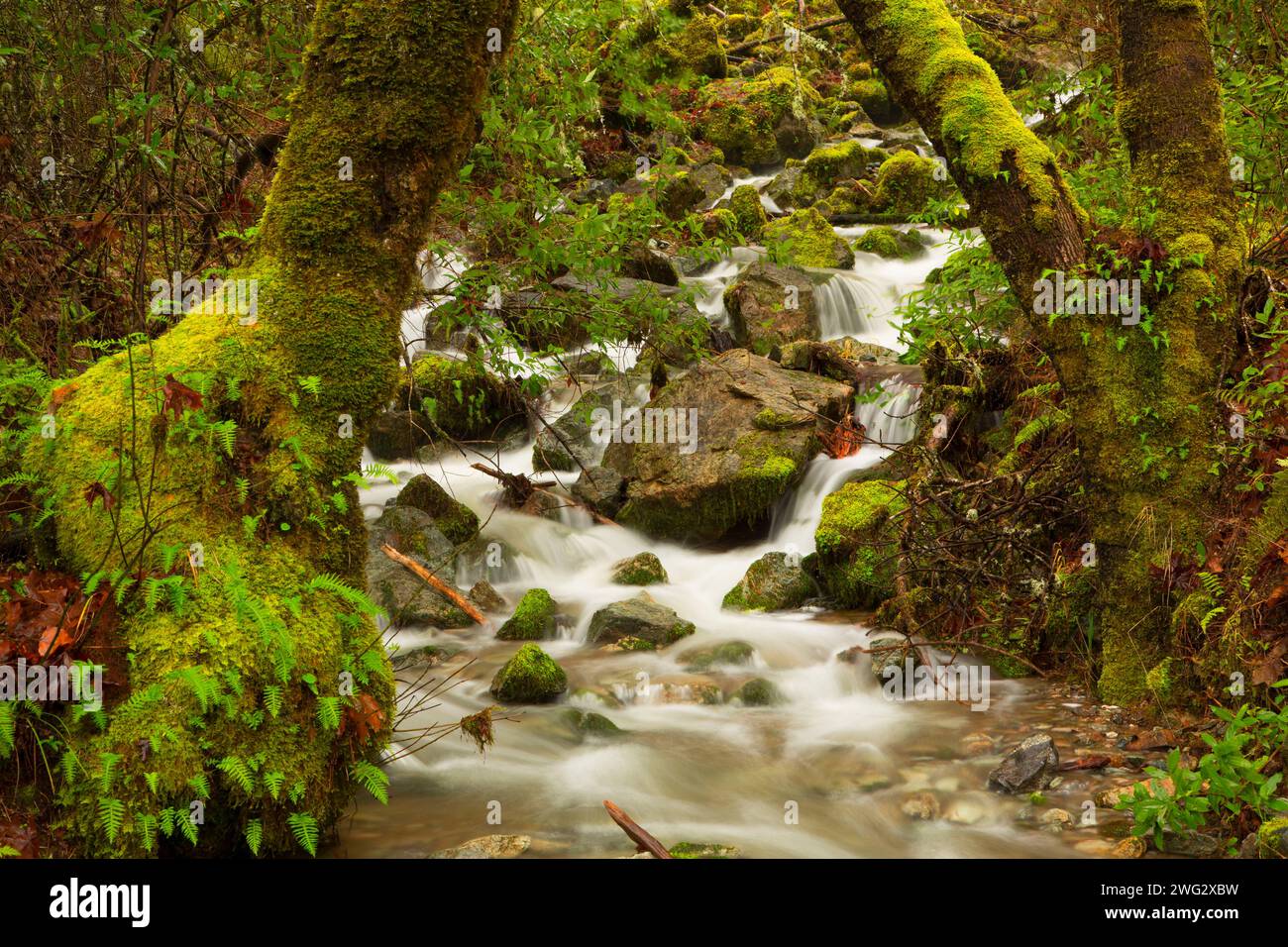 Blue Canyon Creek, Hellgate-Galice National Backcountry Byway, Rogue ...