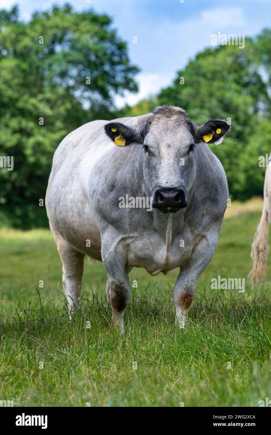 Pedigree British Blue beef cattle in a pasture, Somerset, UK Stock ...