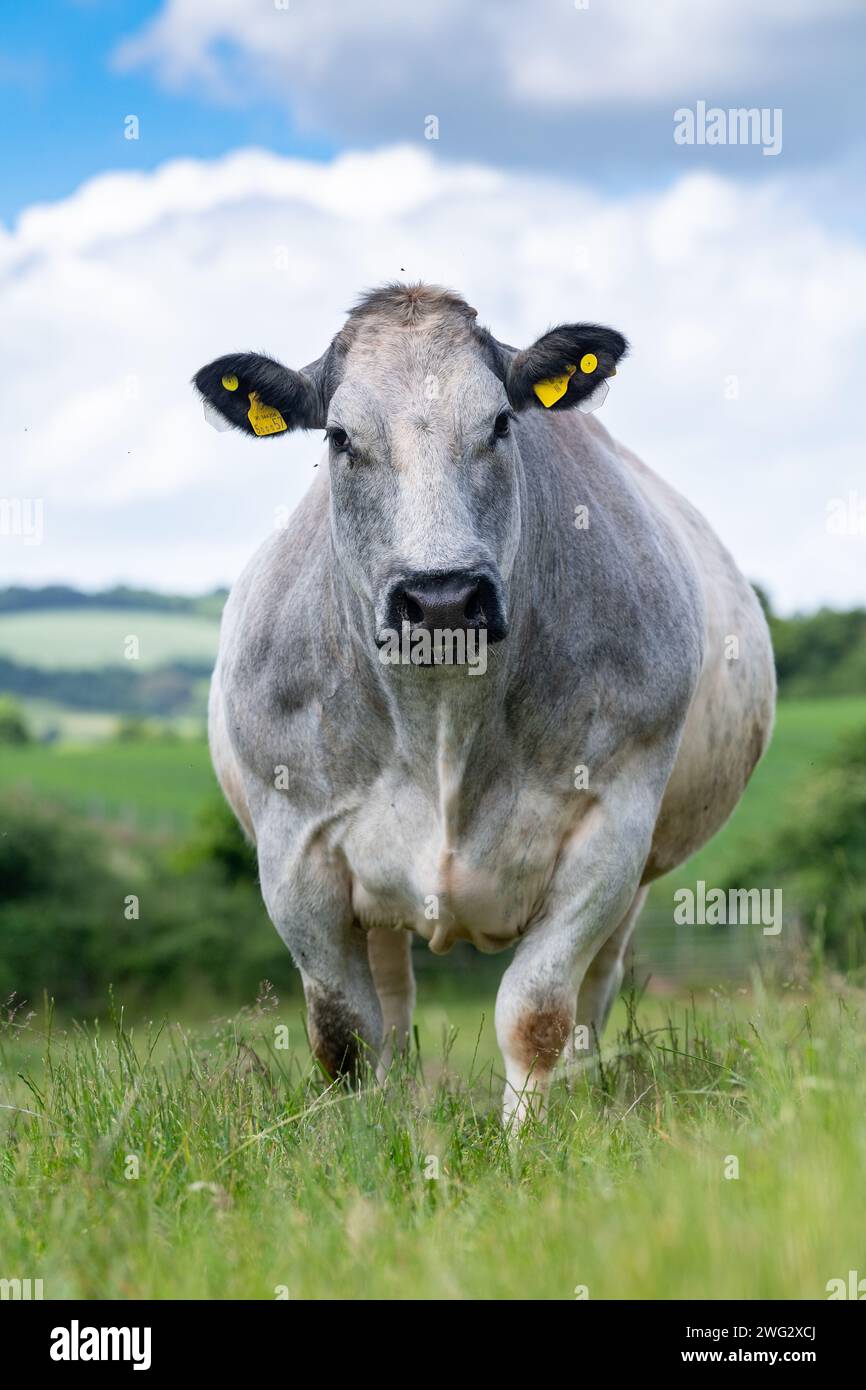 Pedigree British Blue beef cattle in a pasture, Somerset, UK Stock ...