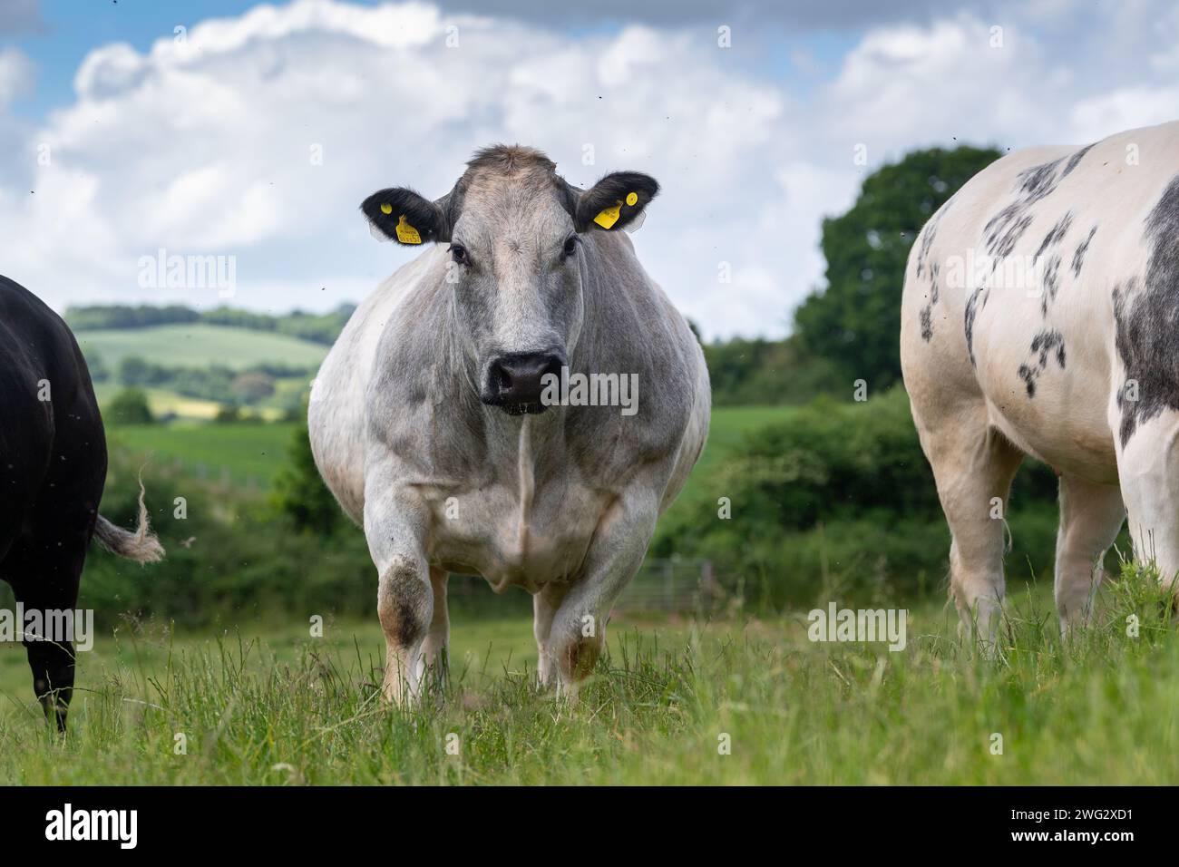 Pedigree British Blue beef cattle in a pasture, Somerset, UK Stock ...