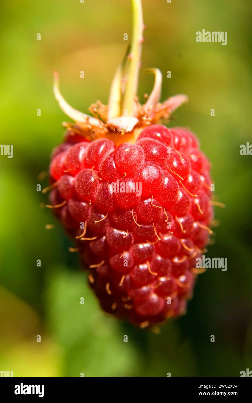 U pick raspberry hi-res stock photography and images - Alamy