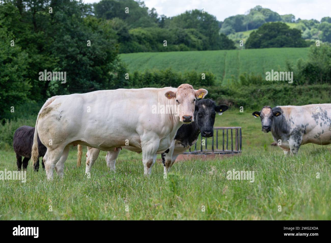 Pedigree British Blue beef cattle in a pasture, Somerset, UK Stock ...