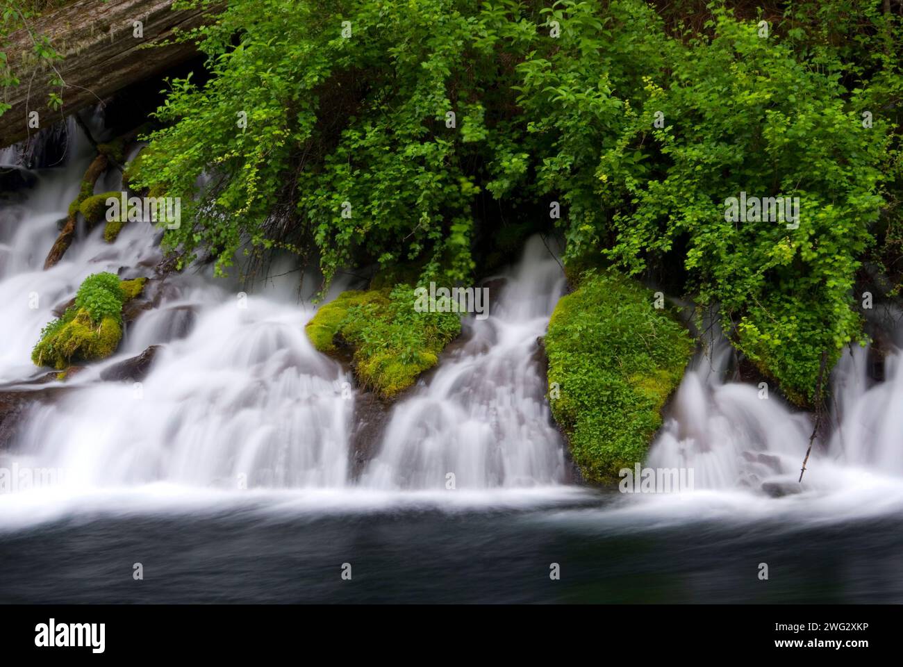 Springs on the Metolius Wild & Scenic River from West Metolius River ...