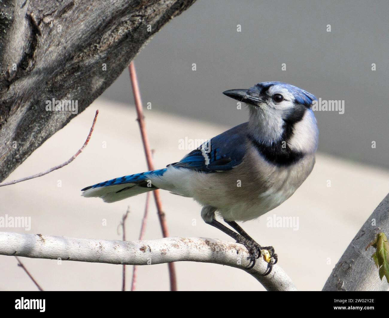 Colorado blue jay hi-res stock photography and images - Alamy