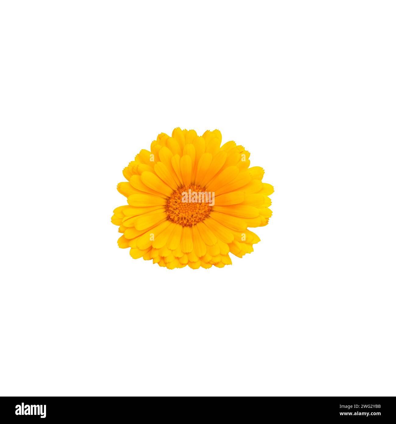 Single vibrant yellow Calendula marigold isolated on a white background ...