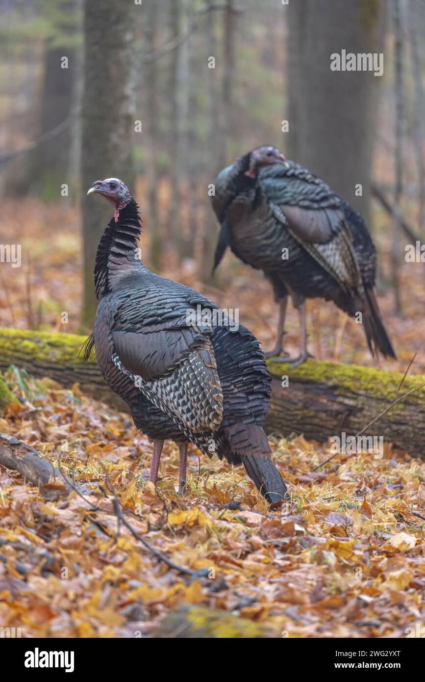 Tom turkey two hi-res stock photography and images - Alamy