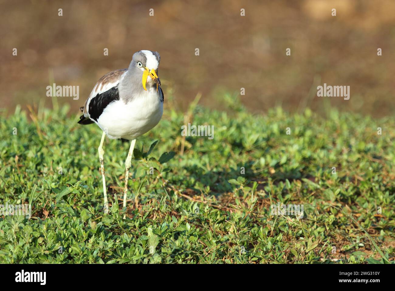 Weißscheitelkiebitz / White-crowned lapwing or White-headed Lapwing ...