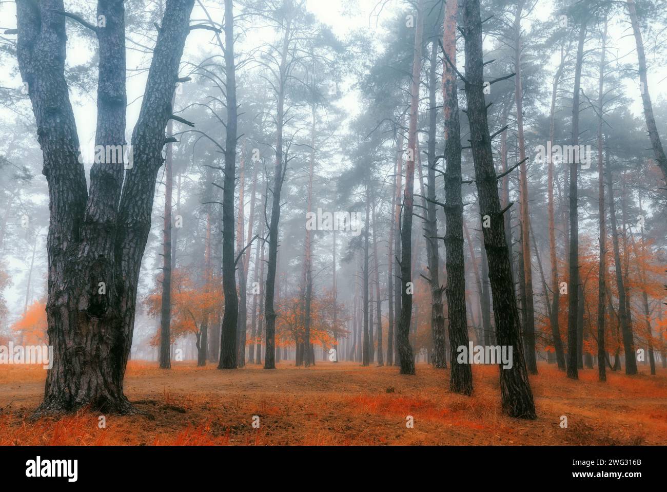 Mysterious autumn forest in the fog. Beautiful landscape with trees with orange and yellow ...