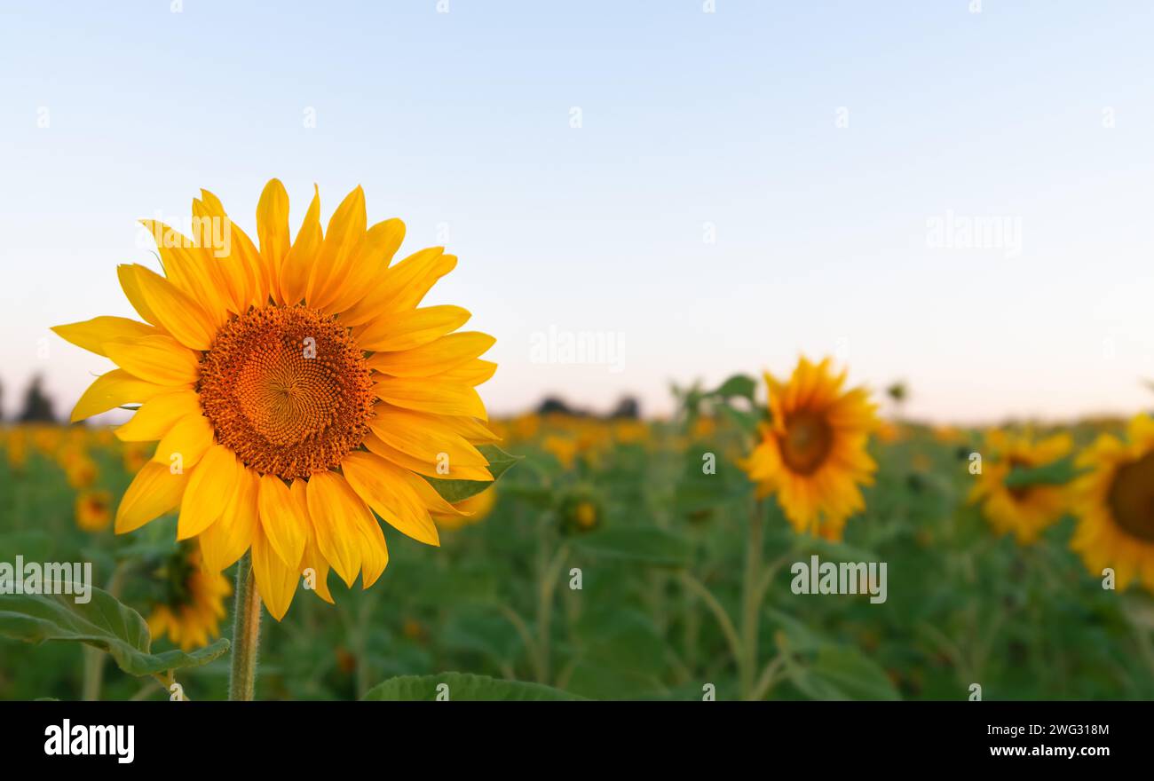 Sunflower close-up in a field at dawn Stock Photo - Alamy