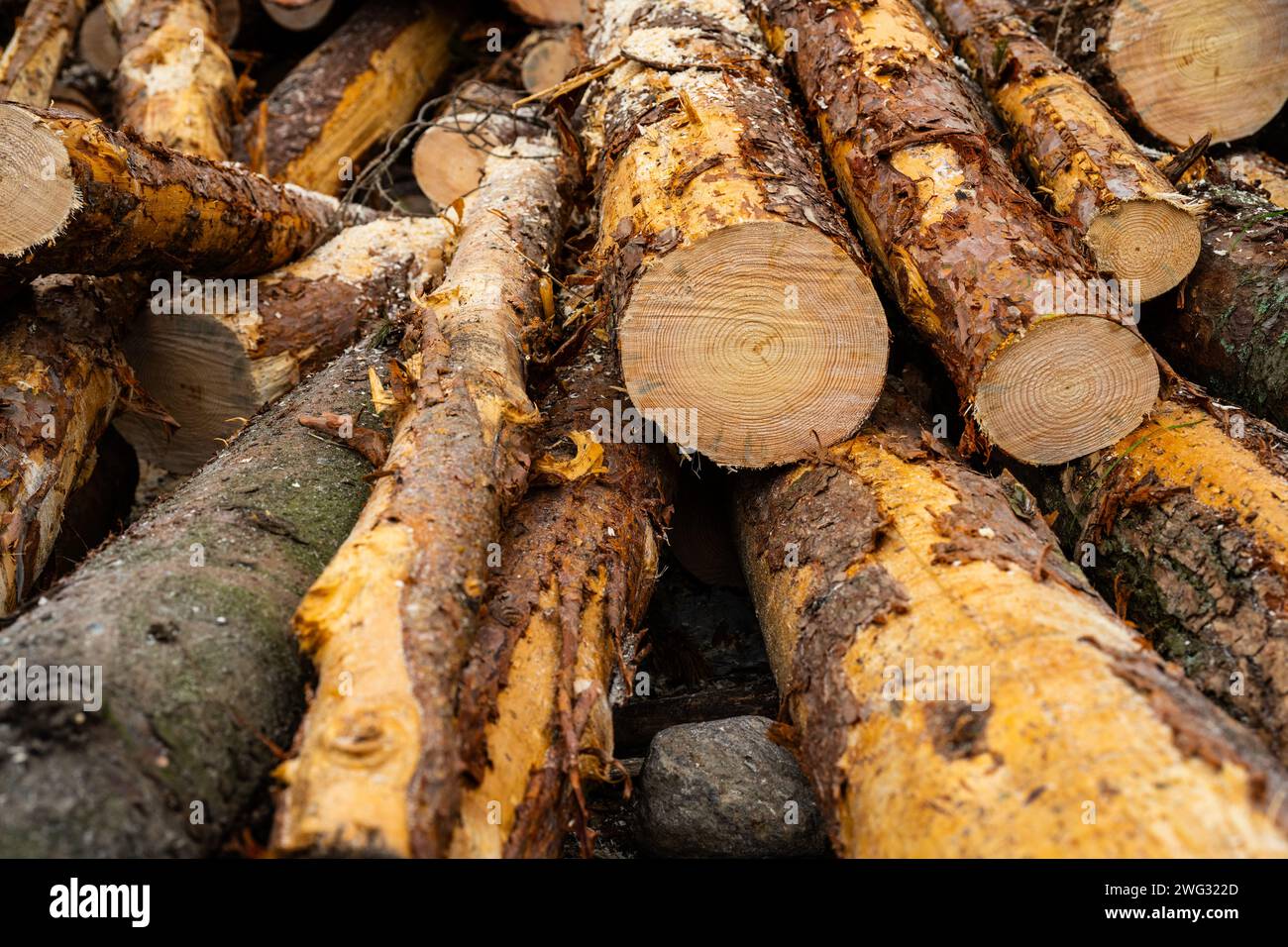 Big pile of drying timber Stock Photo - Alamy