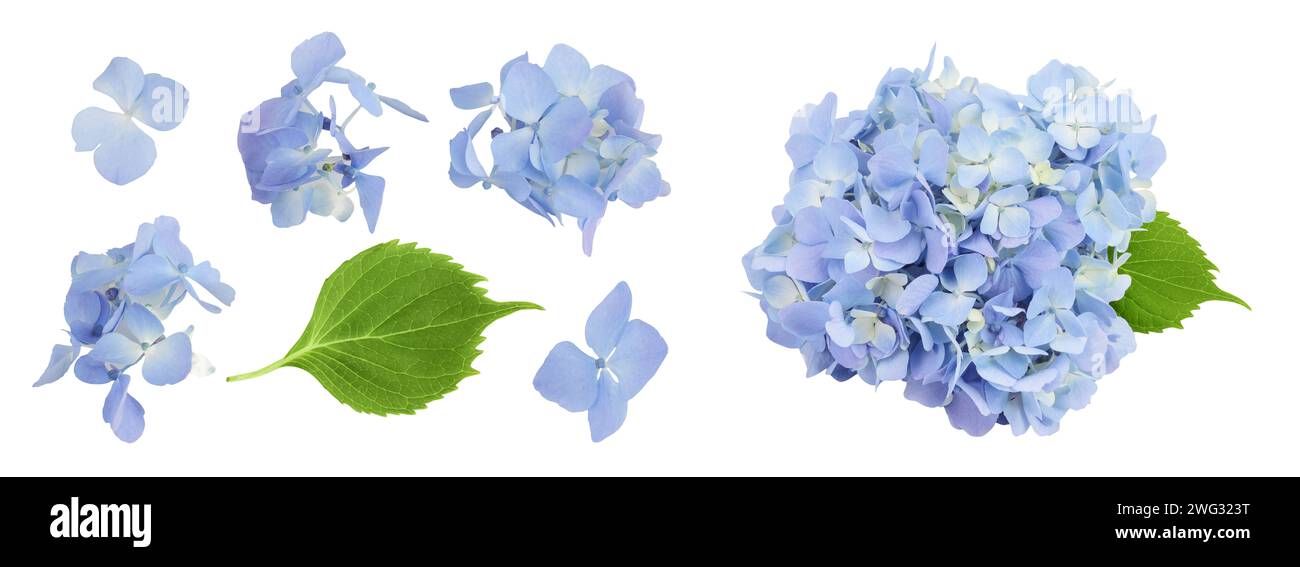 Blue Hydrangea flower isolated on white background. Top view. Flat lay ...
