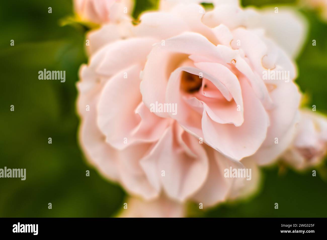 Pale pink rose flower detail Stock Photo - Alamy