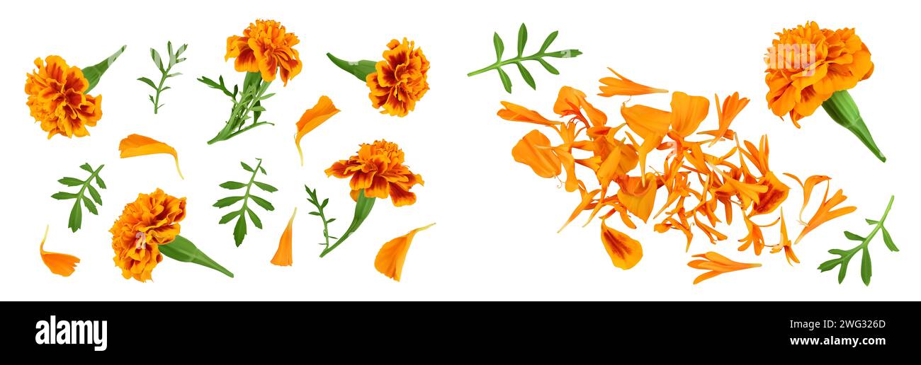 fresh marigold or tagetes erecta flower isolated on white background ...