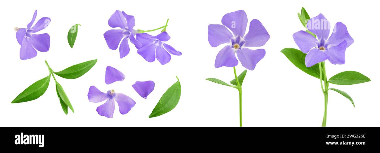 wild periwinkle flowers isolated on white background. Top view. Flat ...