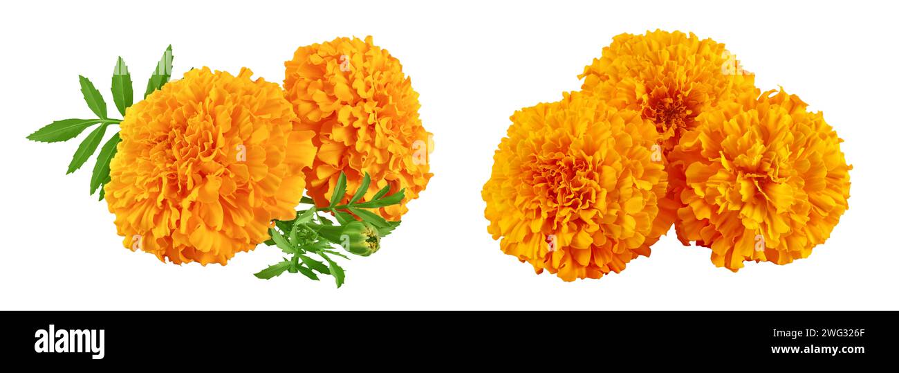 fresh marigold or tagetes erecta flower isolated on white background ...