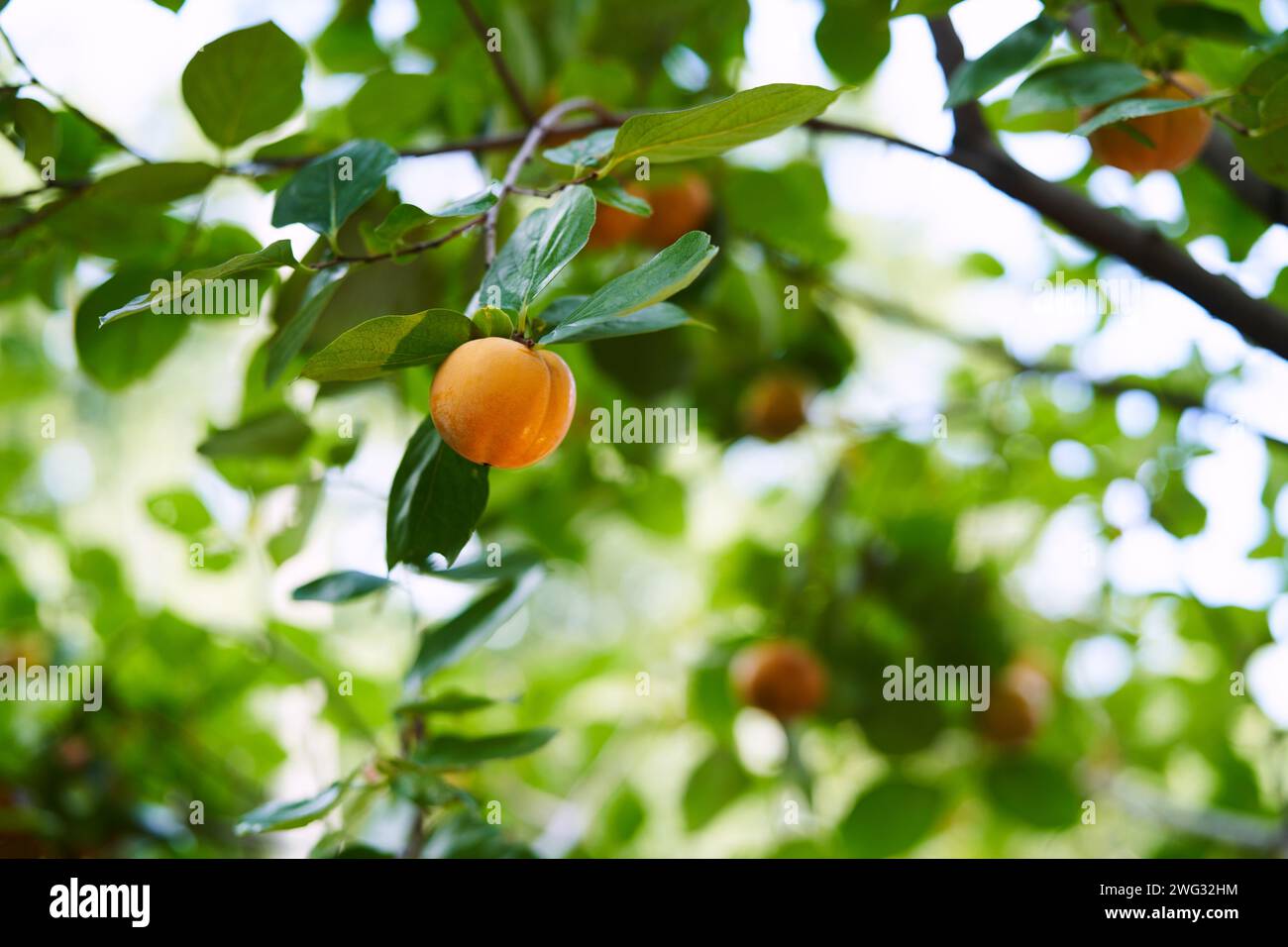 Yellow persimmon hanging from a tree branch in a green garden Stock ...