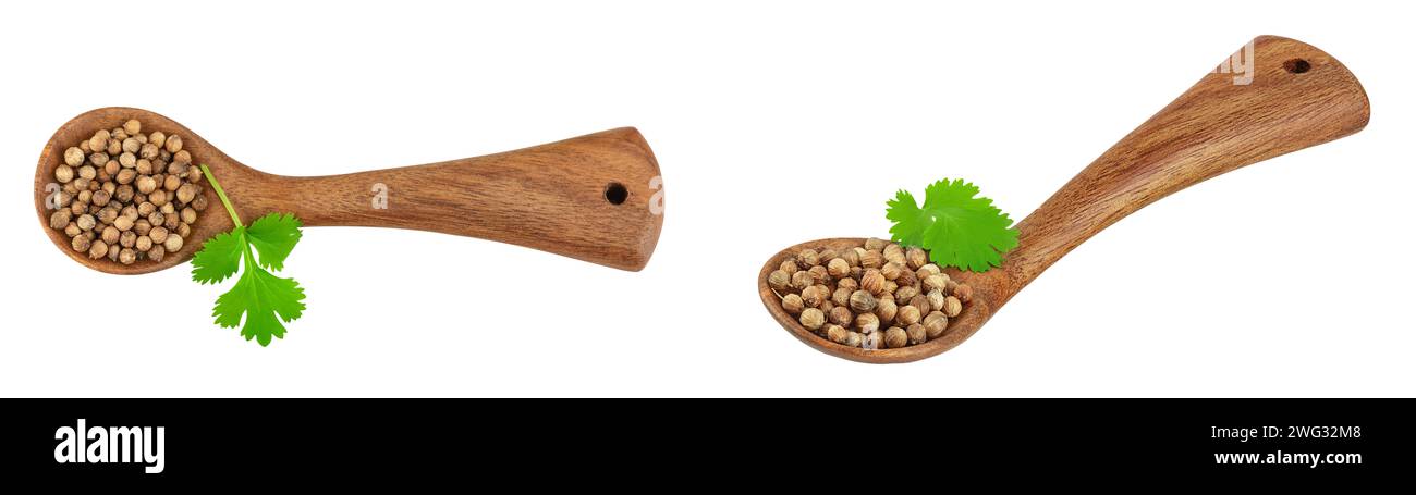 Dried coriander seeds in the wooden spoon with fresh green leaf isolated on white background ...