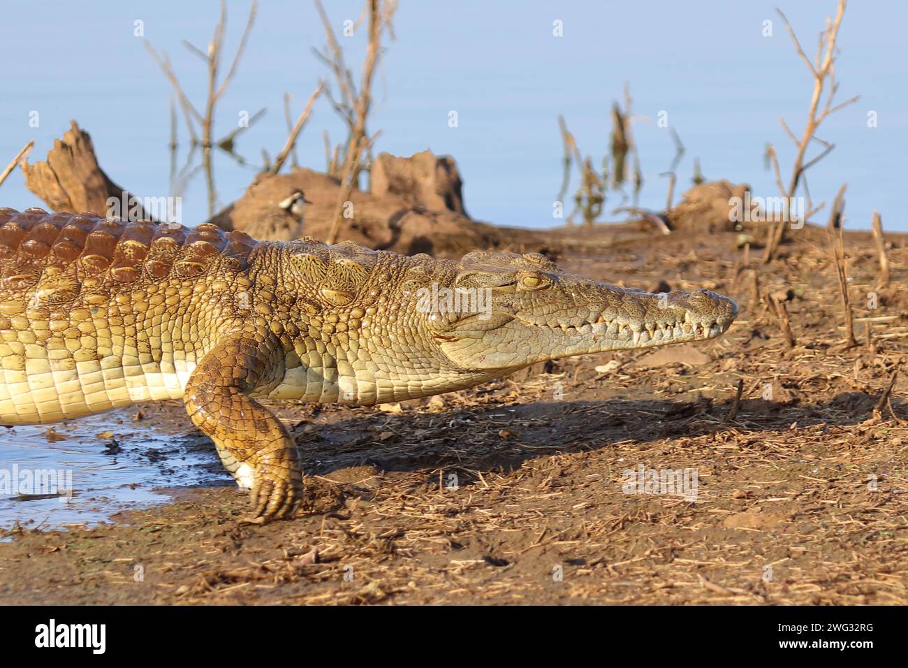 Nilkrokodil / Nile crocodile / Crocodylus niloticus Stock Photo - Alamy