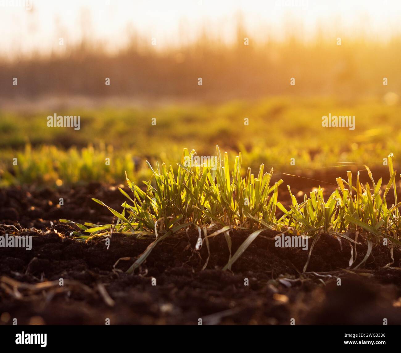 Barley leaf hi-res stock photography and images - Alamy