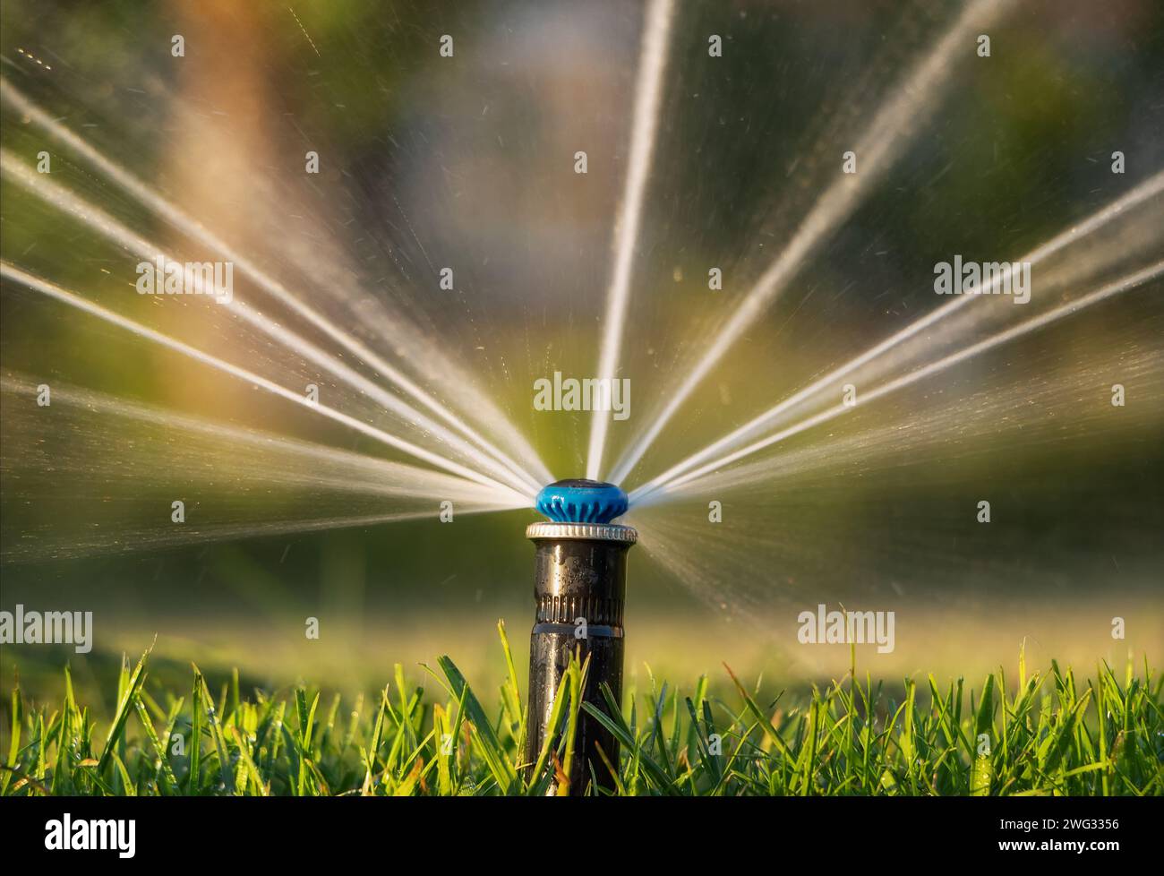 Close-up of automatic irrigation sprinkler watering the lawn at sunset ...