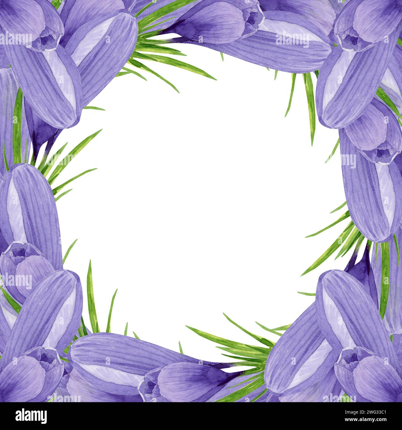 Watercolor purple crocuses frame, spring flowers arrangement. Hand ...
