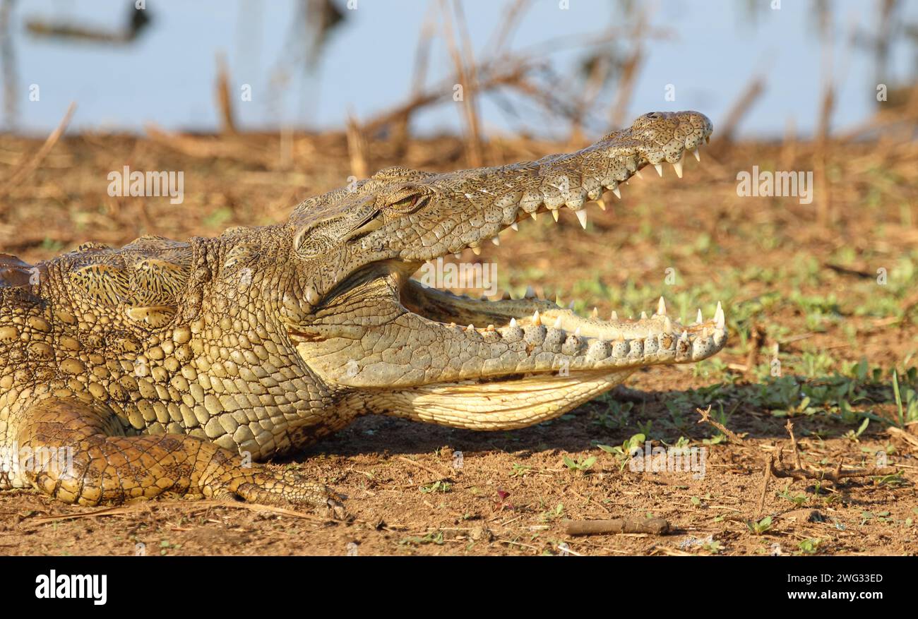 Nilkrokodil / Nile crocodile / Crocodylus niloticus Stock Photo - Alamy