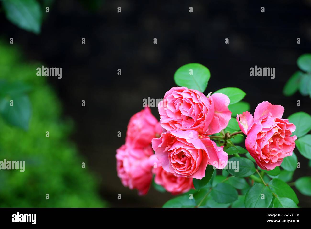 Bright pink rose flowers blooming in the garden Stock Photo - Alamy