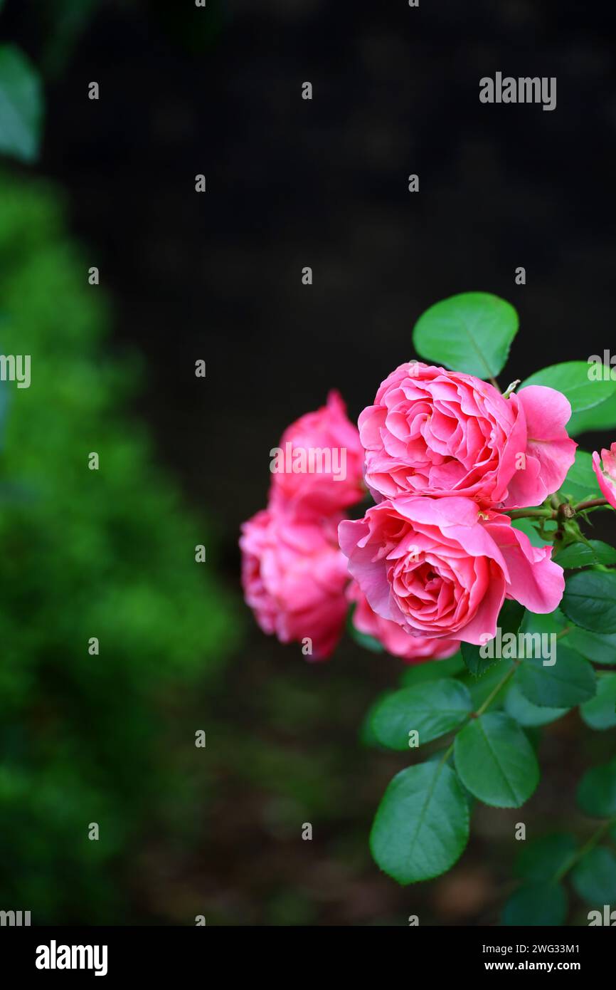 Bright pink rose flowers blooming in the garden Stock Photo - Alamy