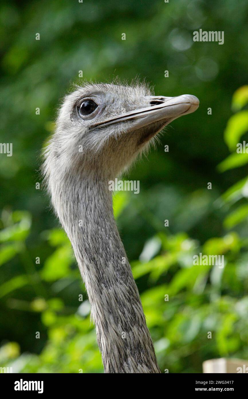 Head shot of a Greater Rhea Smithsonian National Zoological Park ...
