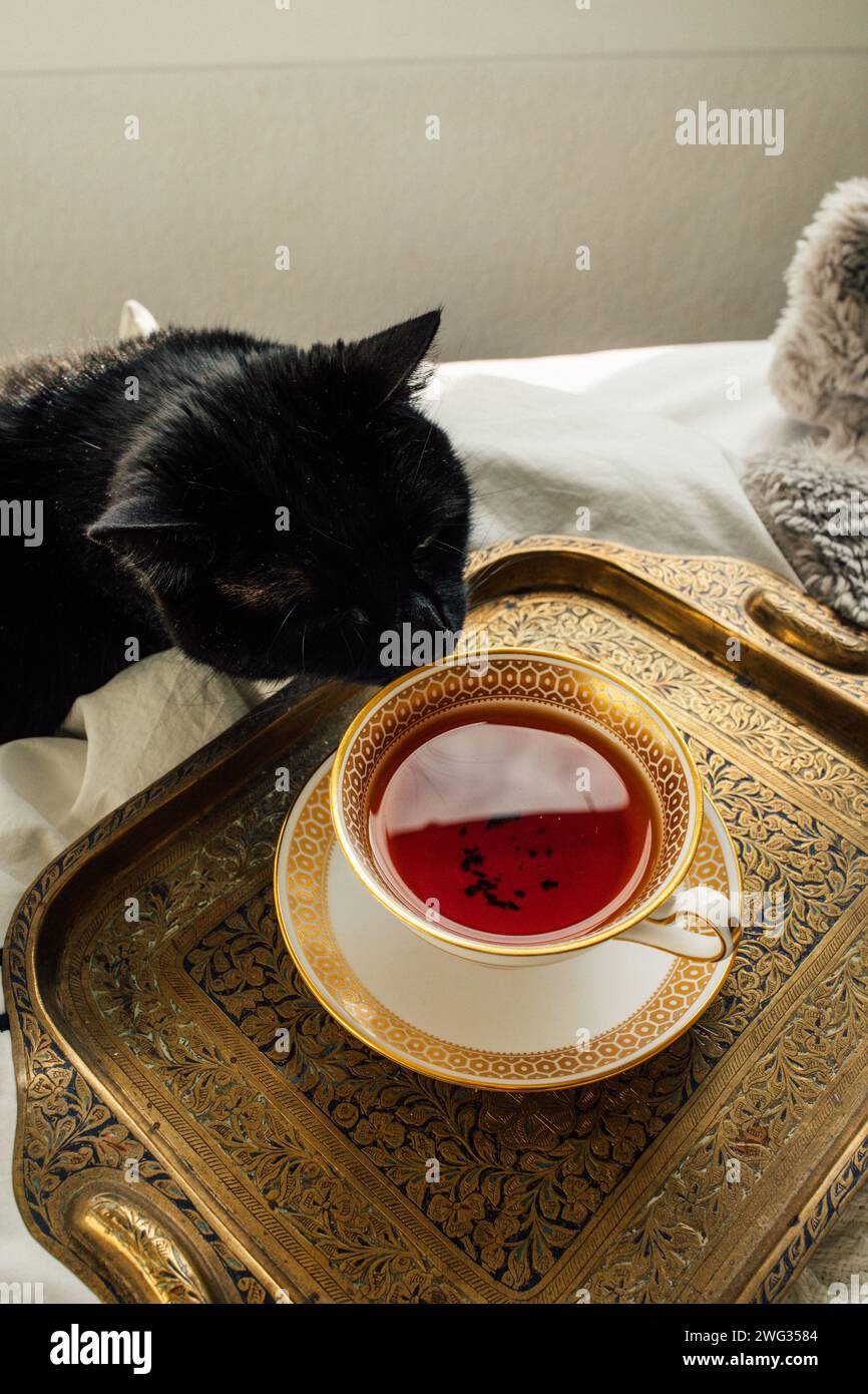 black cat sniffing teacup of black tea on brass tray on bed Stock Photo ...