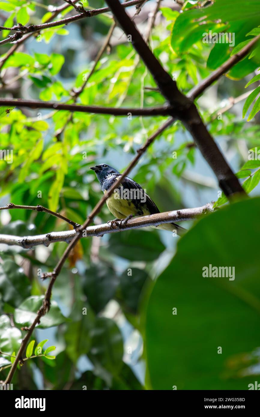 Exquisite Turquoise Tanager, Tangara mexicana, bringing a burst of ...