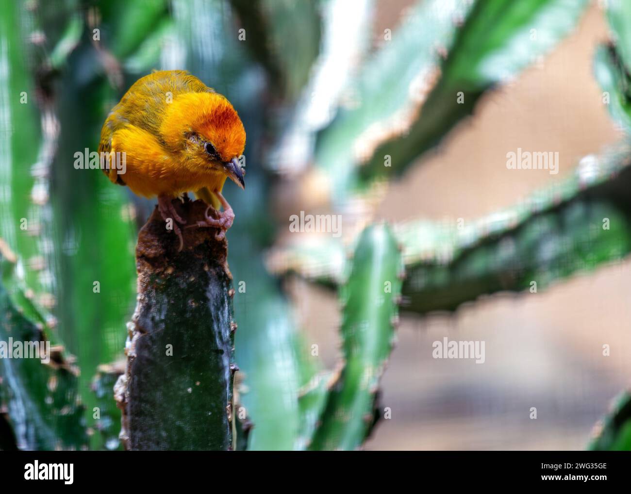 Charming Golden Palm Weaver, Ploceus bojeri, crafting intricately woven ...