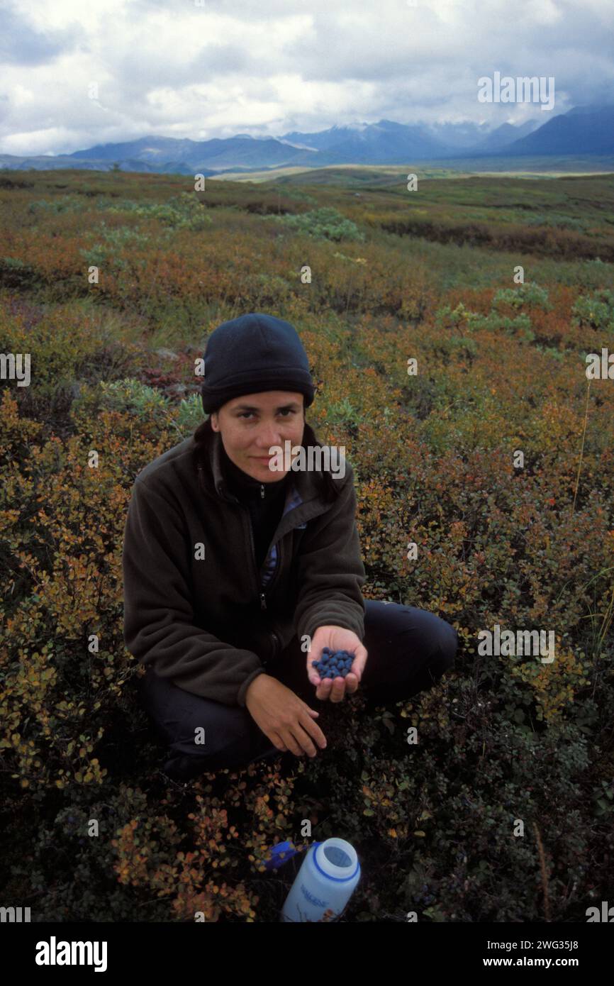 Indian native first nations hiker Sunny Coulson picking blueberries in ...