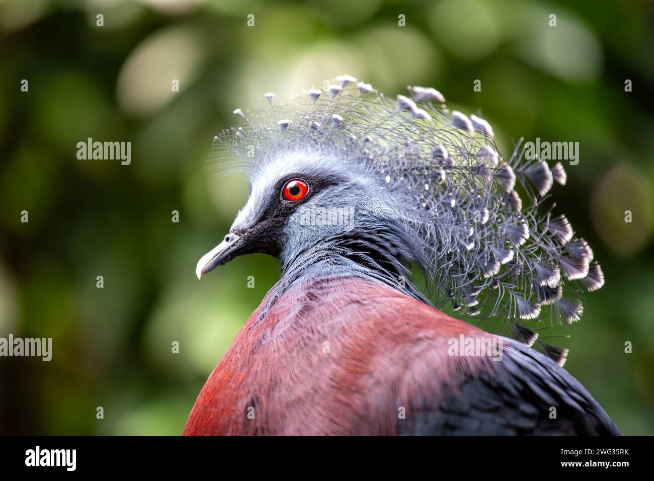 Elegant Victoria Crowned Pigeon, Goura victoria, flaunting its unique ...