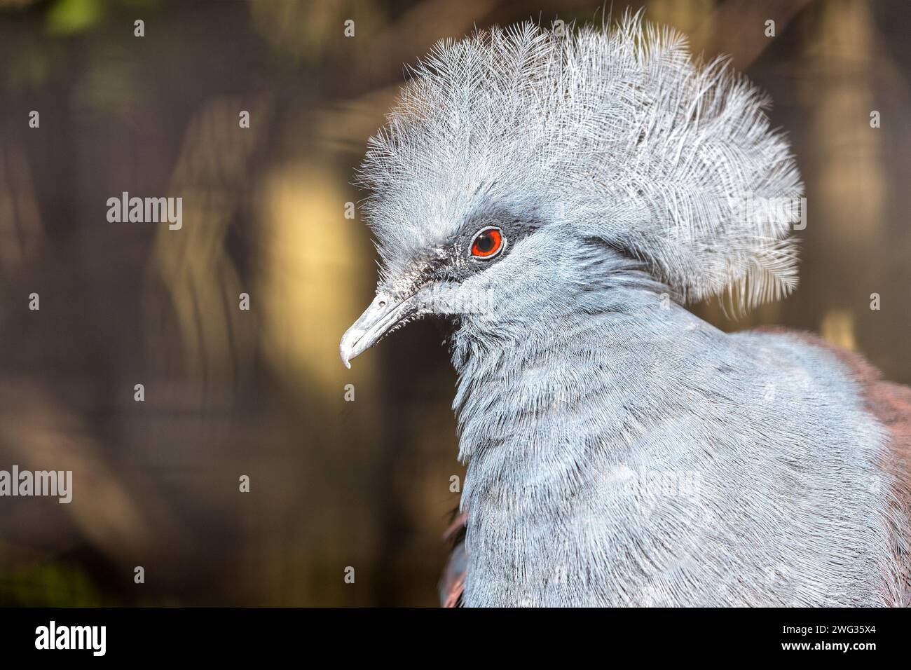 Elegant Victoria Crowned Pigeon, Goura victoria, flaunting its unique ...