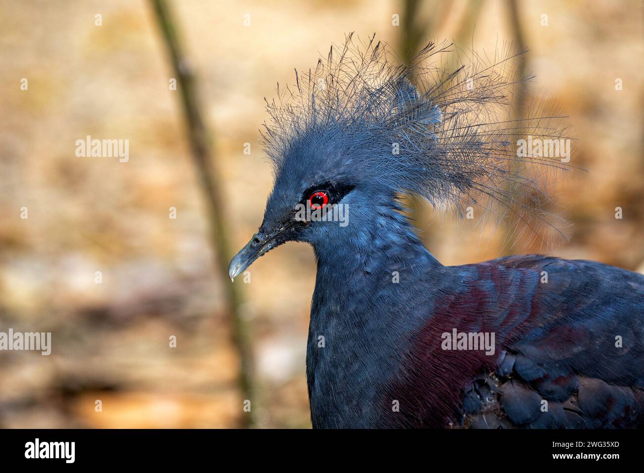 Elegant Victoria Crowned Pigeon, Goura victoria, flaunting its unique ...
