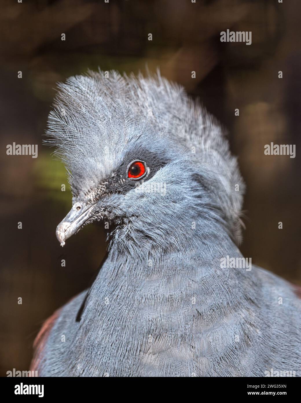 Elegant Victoria Crowned Pigeon, Goura victoria, flaunting its unique ...