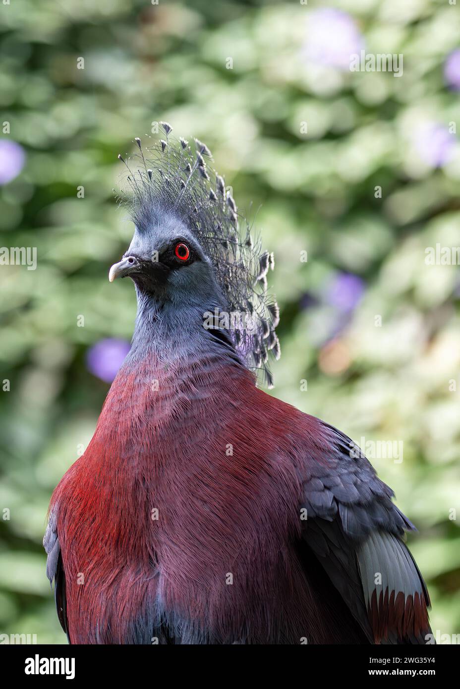 Elegant Victoria Crowned Pigeon, Goura victoria, flaunting its unique ...
