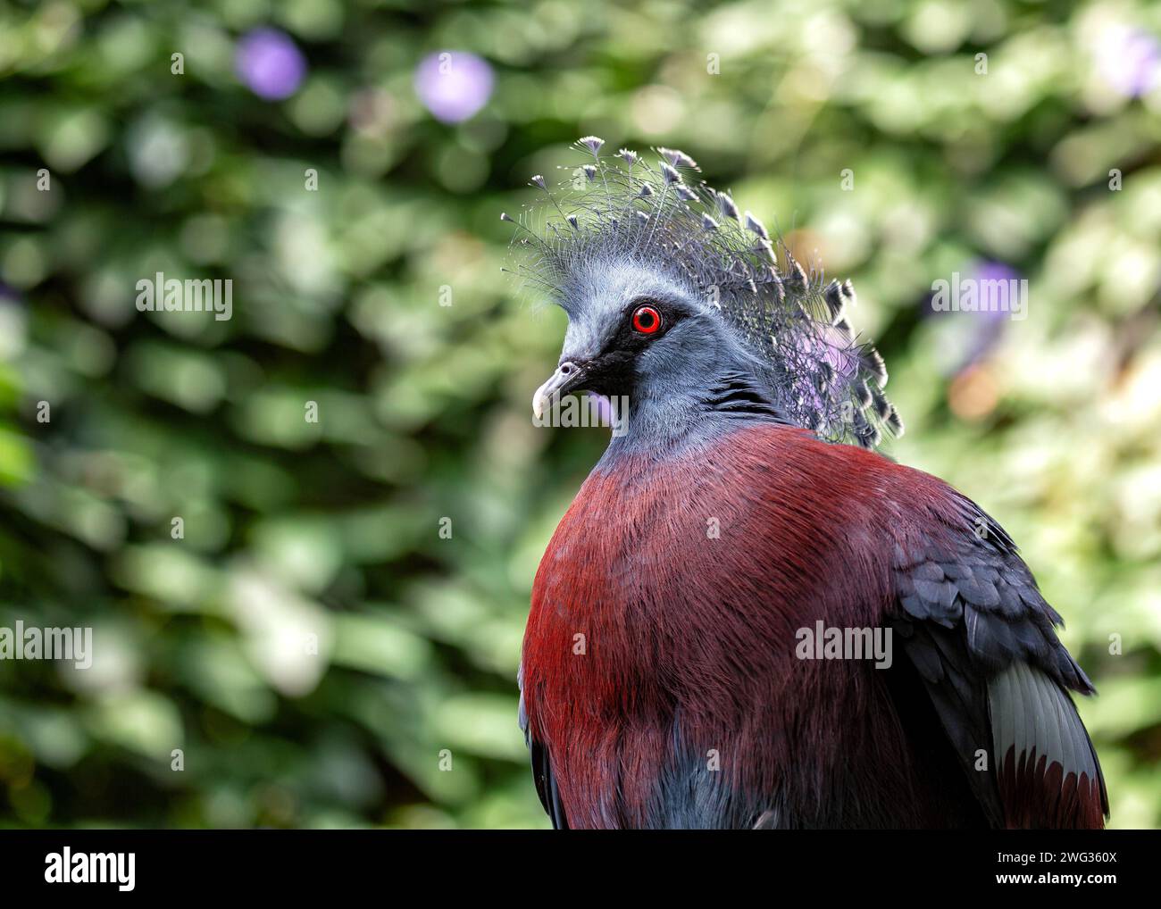 Elegant Victoria Crowned Pigeon, Goura victoria, flaunting its unique ...