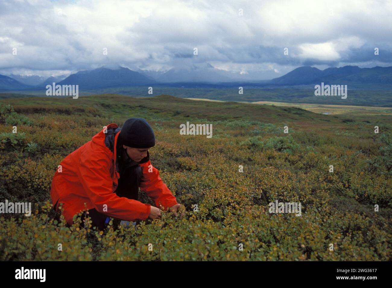 Indian native first nations hiker picking blueberries in Denali ...
