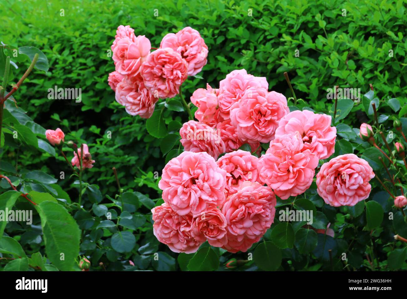 A beautiful flower garden full of pink roses Stock Photo - Alamy