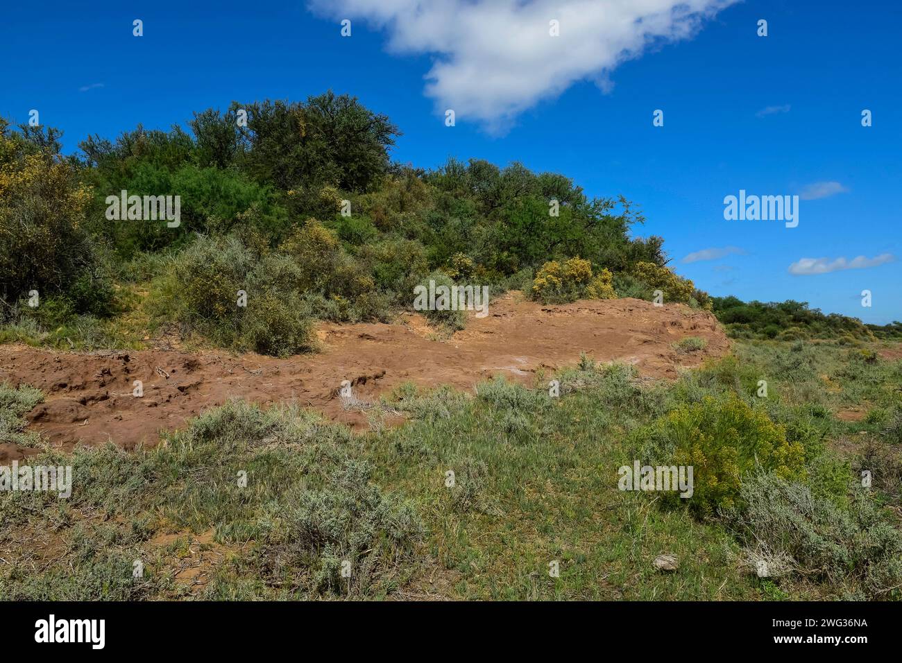 Stumpy forest hi-res stock photography and images - Alamy