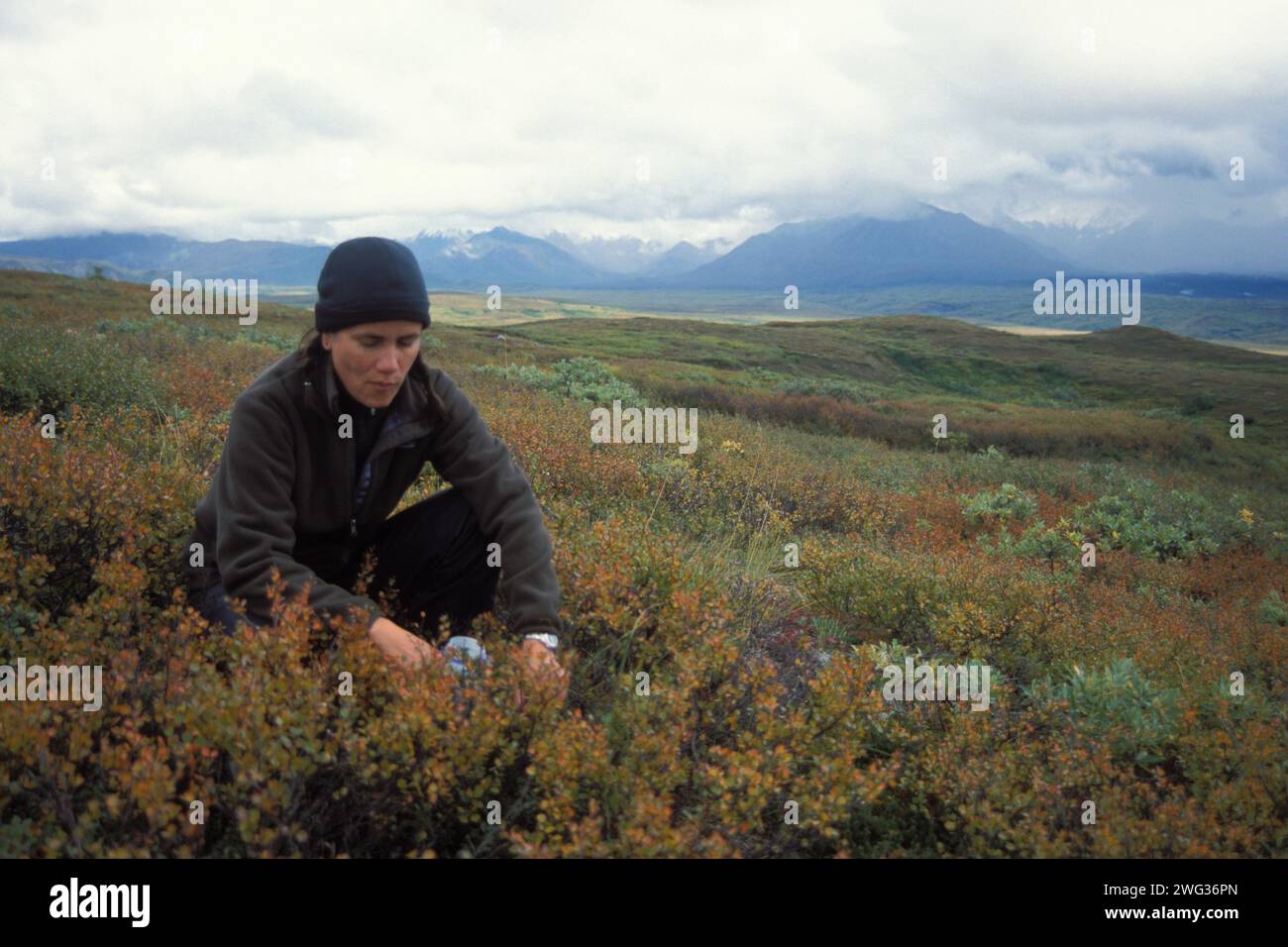 Indian native first nations hiker Sunny Coulson picking and eating ...
