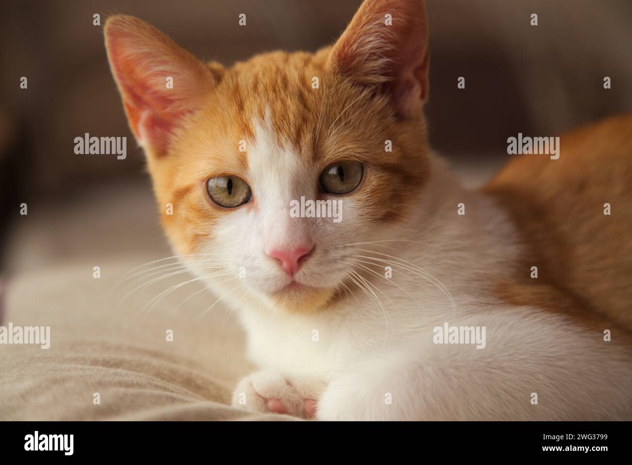 Ginger white cat hi-res stock photography and images - Alamy