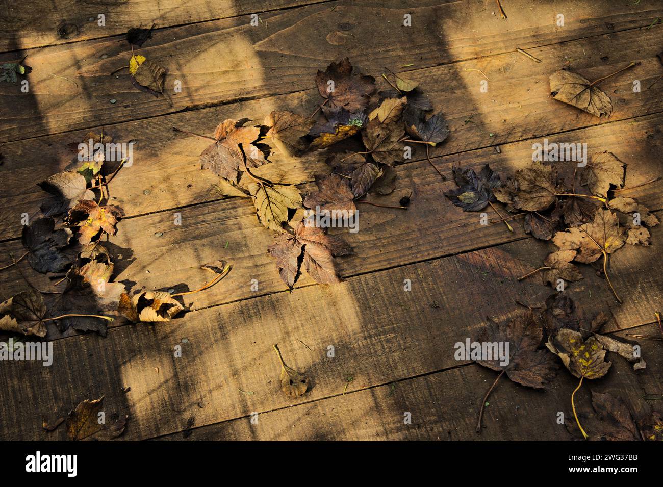 Fallen Leaves of Autumn - 2011 Stock Photo - Alamy