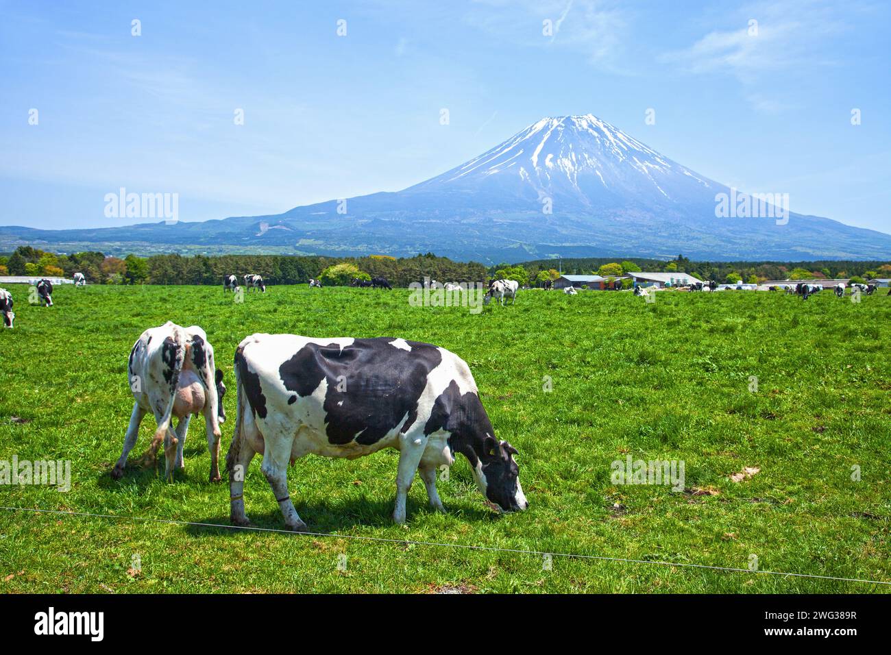 Holstein Friesian cows grazing on a farm on the Asagiri Highland area ...