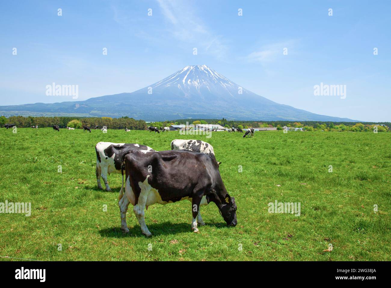 Holstein Friesian cows grazing on a farm on the Asagiri Highland area ...