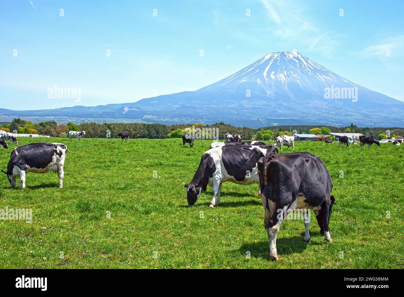 Holstein Friesian cows grazing on a farm on the Asagiri Highland area ...