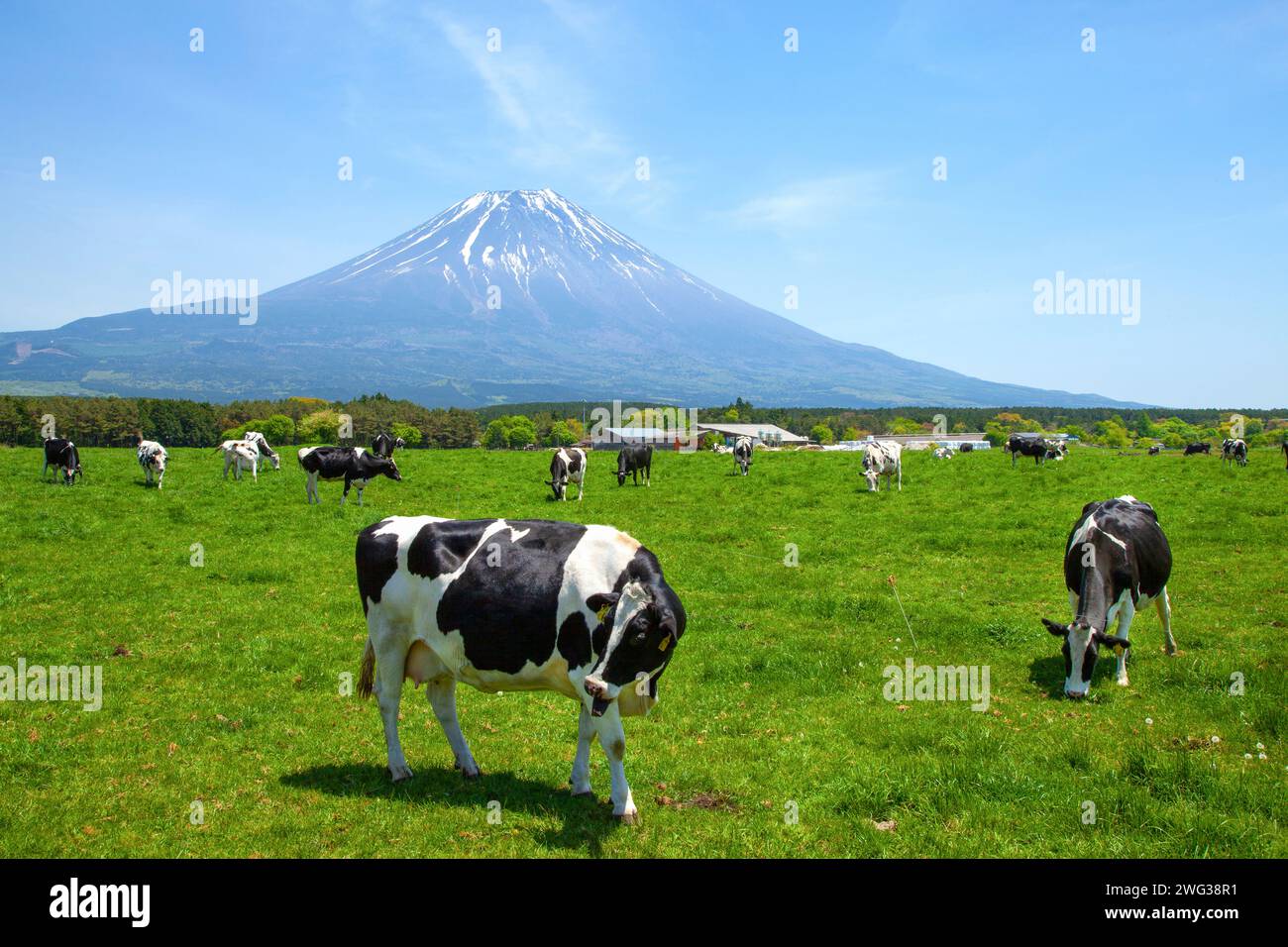 Holstein Friesian cows grazing on a farm on the Asagiri Highland area ...