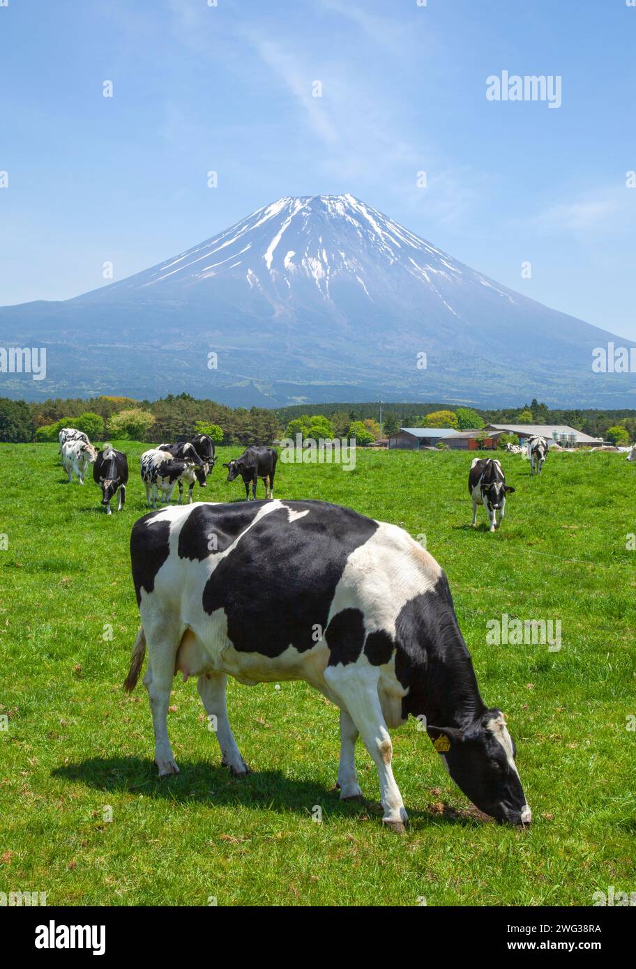 Holstein Friesian cows grazing on a farm on the Asagiri Highland area ...